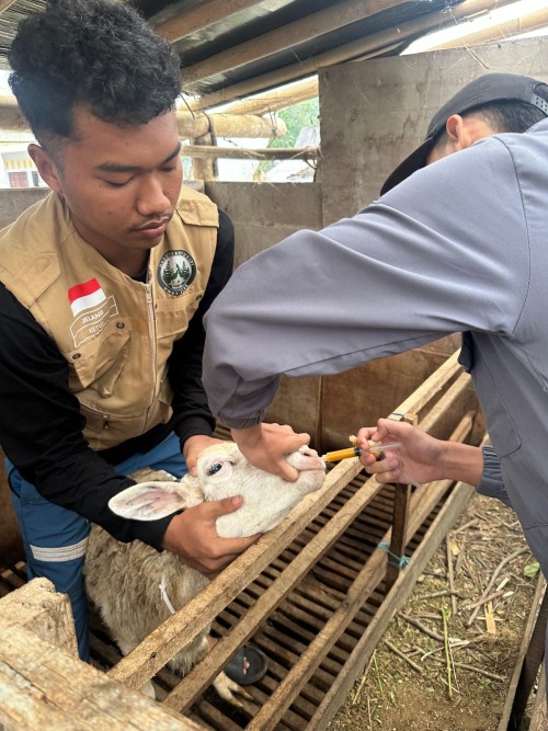 Teknologi Flushing Pakan Ternak, Tingkatkan Efisiensi Reproduksi Pada ...